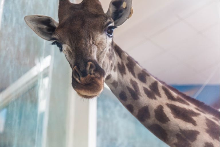 Why People Fail at Learning Languages [4 Reasons] – OptiLingo